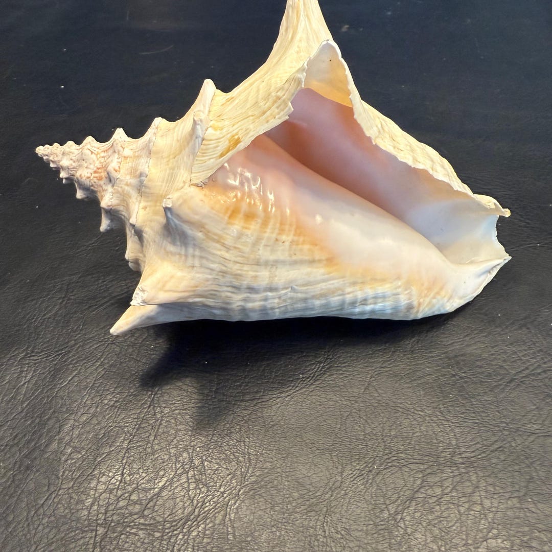 Vintage Queen Conch Sea Shell, Collectible Bahamian Seashell - Etsy