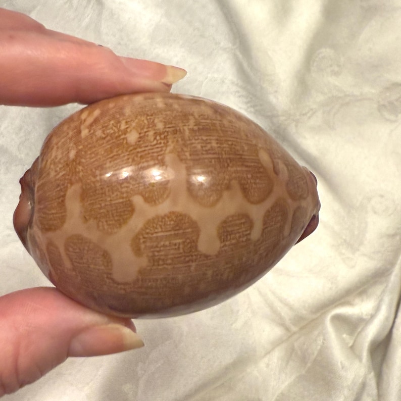 Vintage Map Shell Cowrie, Cypraea Mappa, Collectible Shell - Etsy