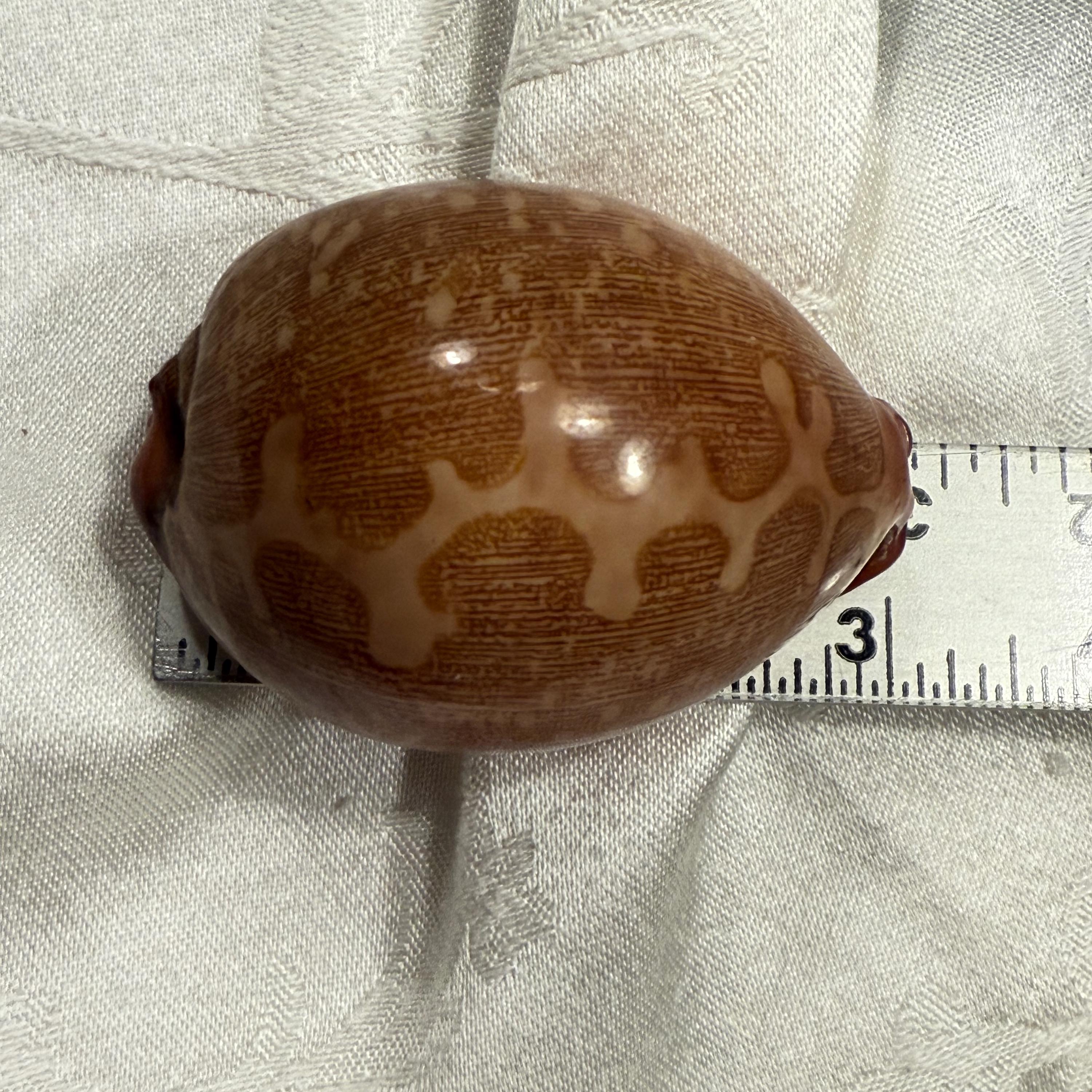 Vintage Map Shell Cowrie, Cypraea Mappa, Collectible Shell - Etsy