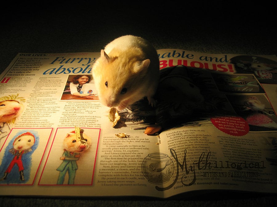 Rockstar Hamster Card Rock and Roll Music Musician Glam - Etsy UK