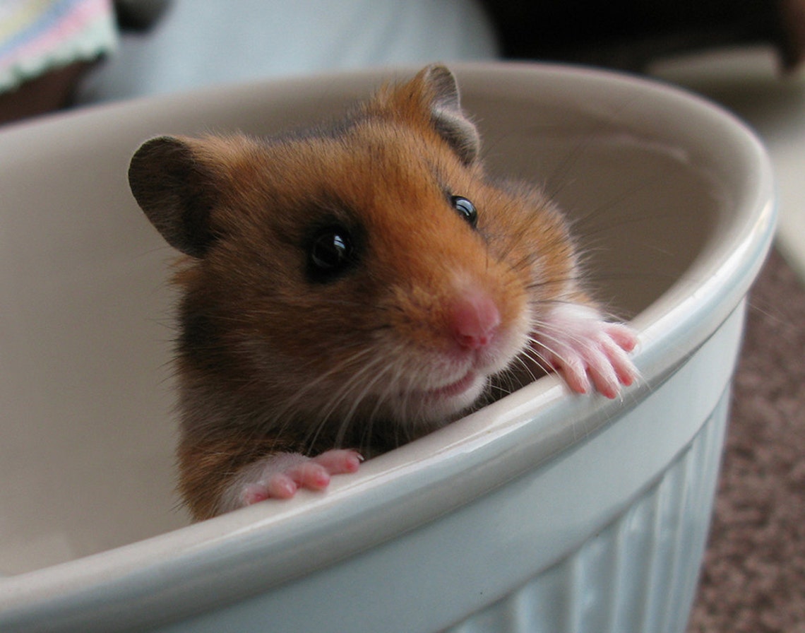 Rockstar Hamster Card Rock and Roll Music Musician Glam - Etsy UK