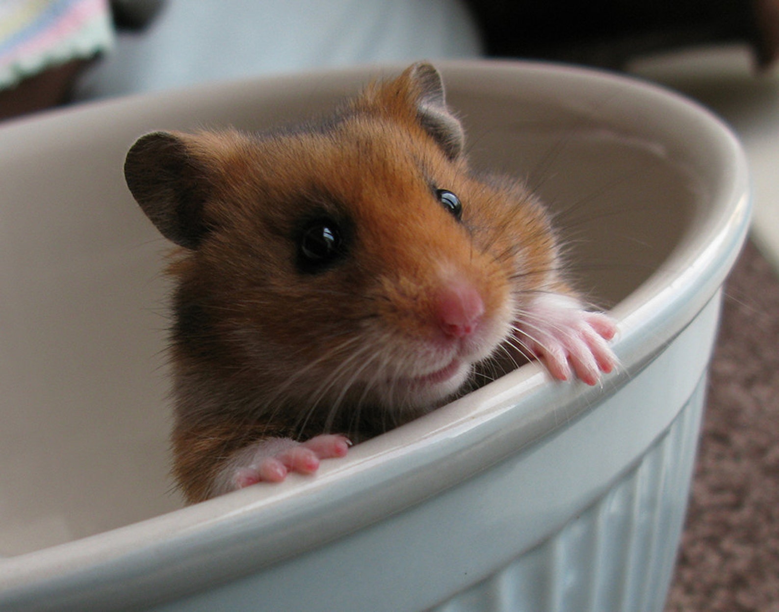 Wizard Hamster Card Fantasy Merlin Magic Magician Greetings | Etsy