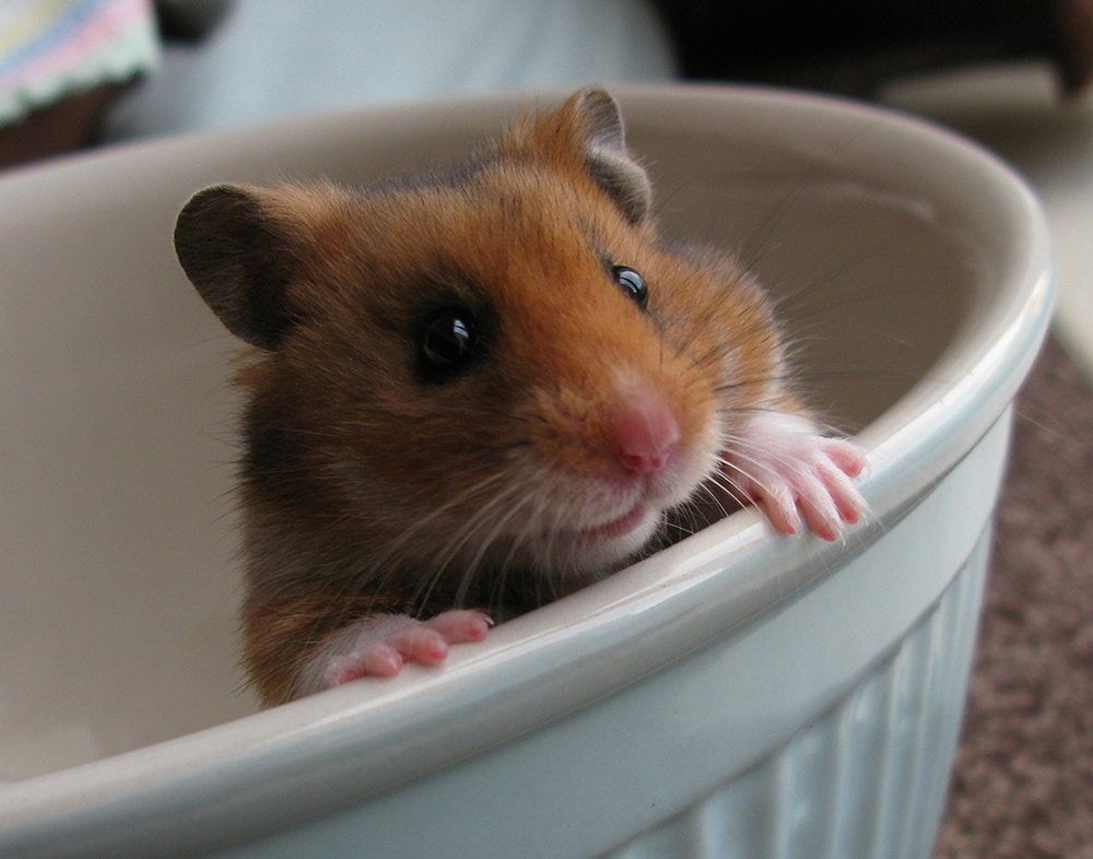 Wizard Hamster Card Fantasy Merlin Magic Magician Greetings | Etsy