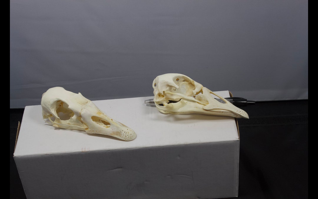 Goose Skull, Real Bone, Natural - Etsy