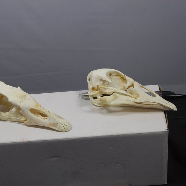 Goose Taxidermy - Etsy