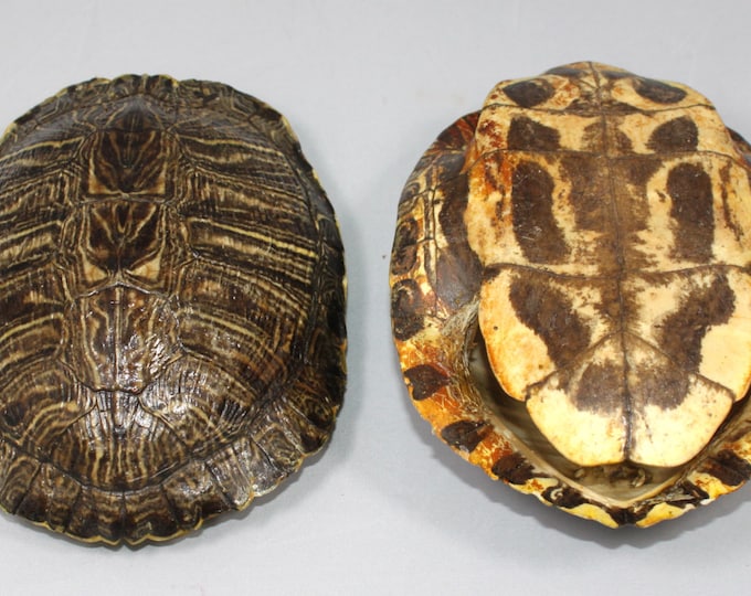 Red Eared Slider Turtle Shell - Etsy