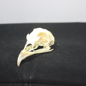 Pheasant Skull, Real Bone, Natural Material - Etsy