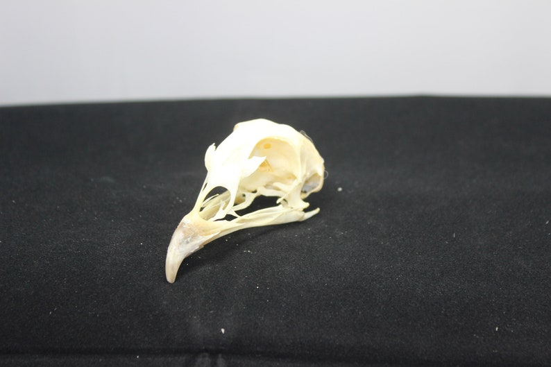 Pheasant Skull, Real Bone, Natural Material - Etsy