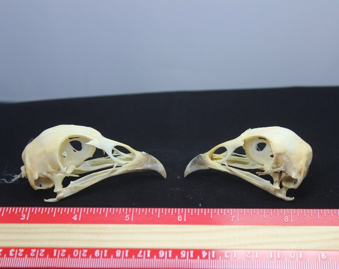 Pheasant Skull, Real Bone, Natural Material - Etsy