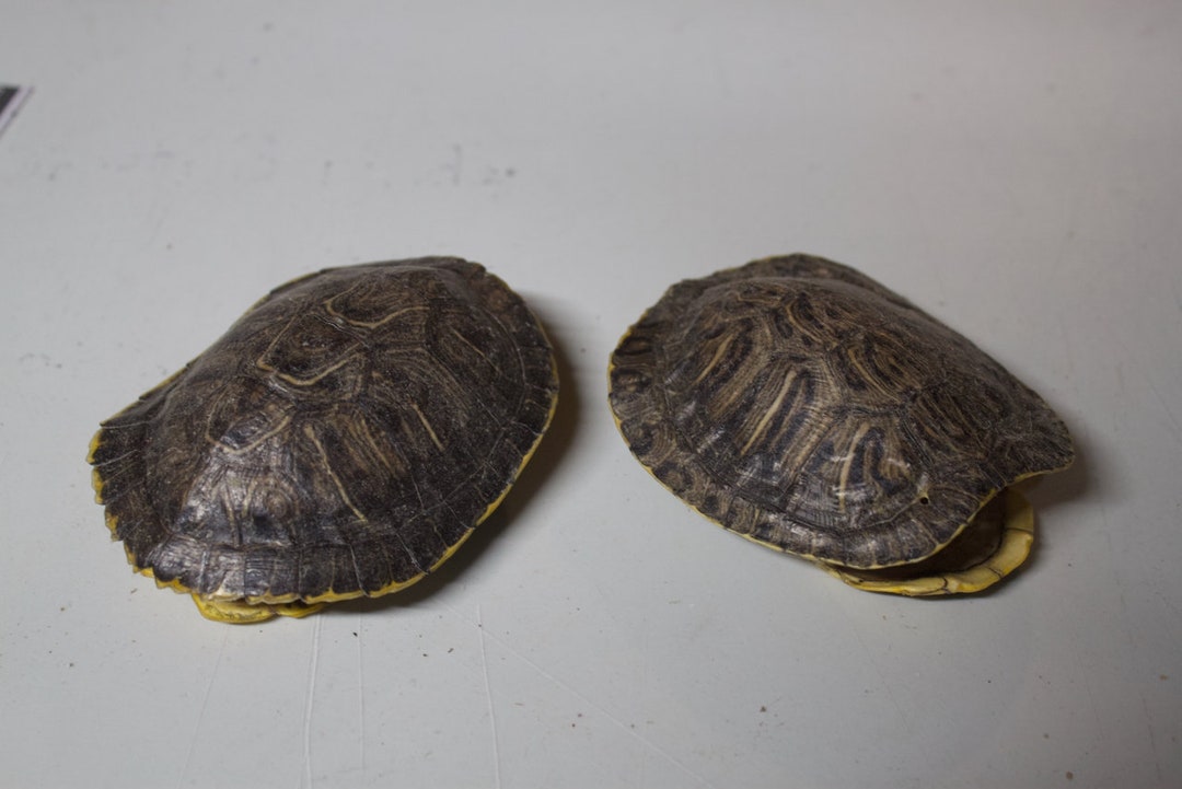 Red Earred Sliders Turtle Shell - Etsy