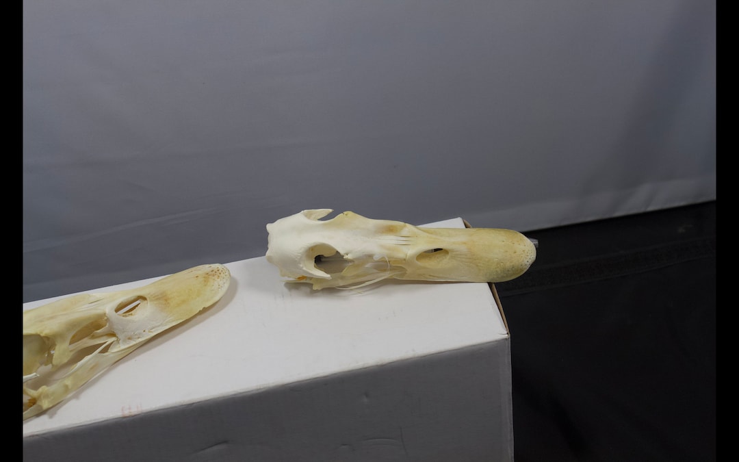 Duck Skull, Real Bone, Natural - Etsy