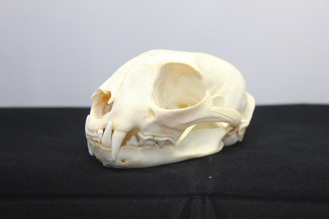 Bobcat Skull, Real Bone, Natural - Etsy