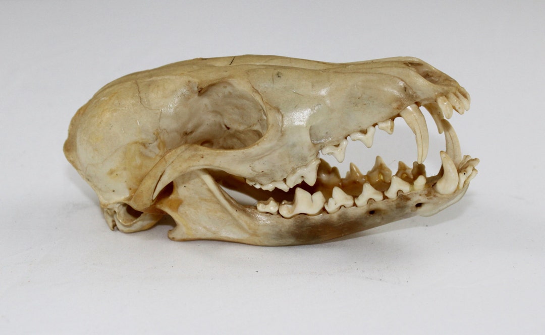 Fox Skull - Etsy