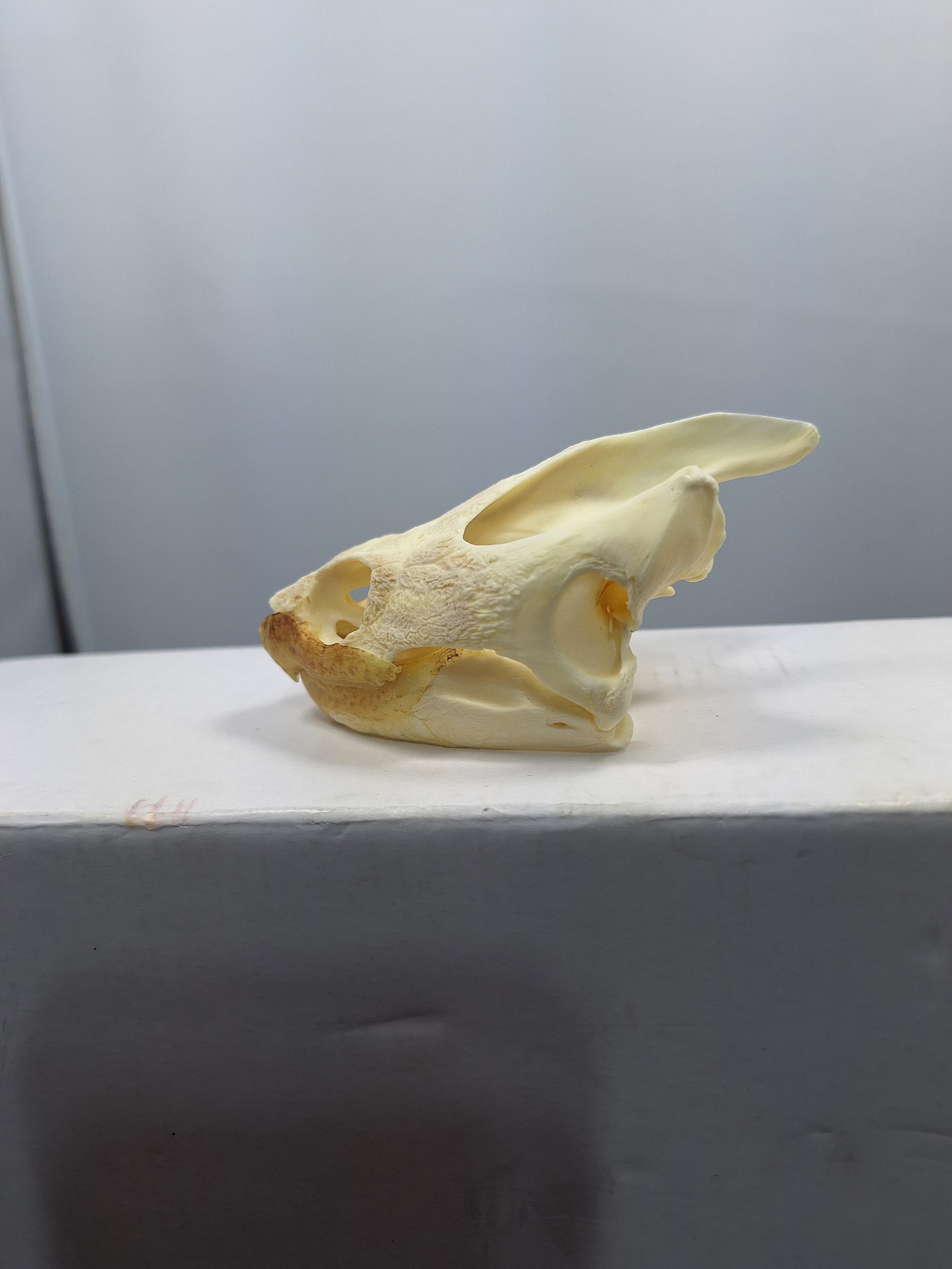 Snapping Turtle Skulls - Etsy