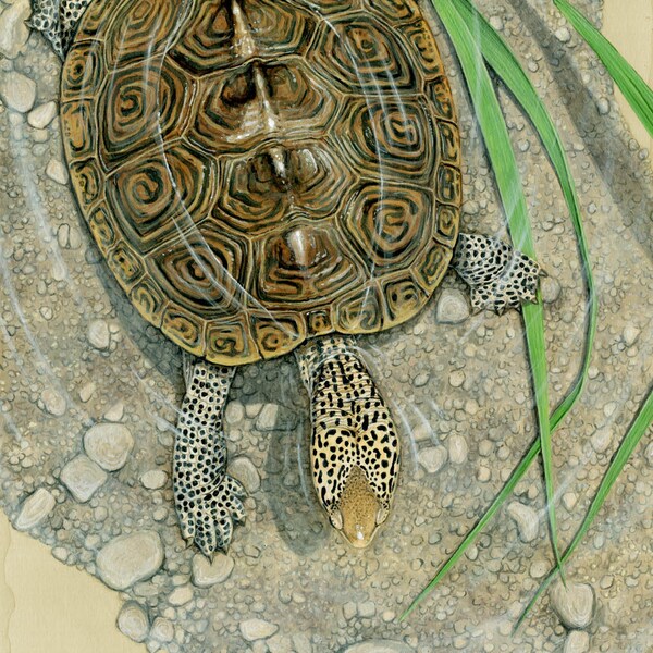 Terrapin - Etsy