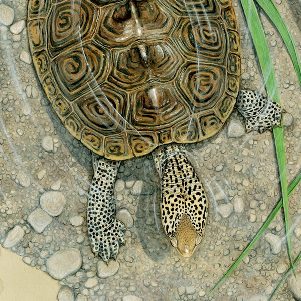 Terrapin Turtle - Etsy