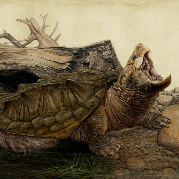 Snapping Turtle - Etsy