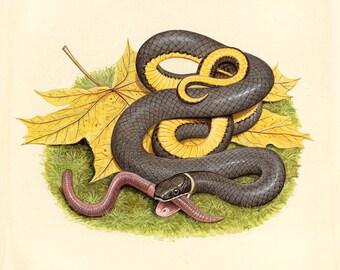 Rainbow Snake 8x10 inch print by Matt Patterson snake print | Etsy