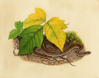 Rainbow Snake 8x10 inch print by Matt Patterson snake print | Etsy