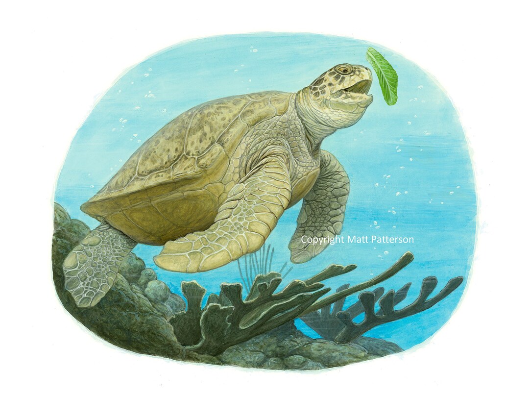 Original Myrtle the Green Sea Turtle Illustration From the Book of ...