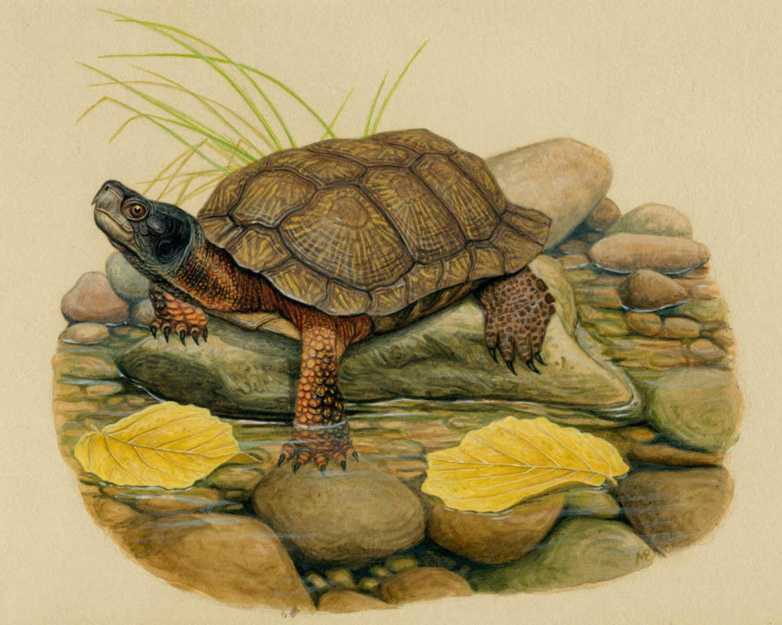 Wood Turtle 8x10 Inch Print by Matt Patterson Turtle Art - Etsy