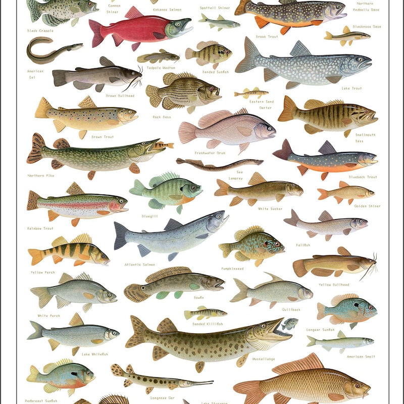 Fish Poster - Etsy