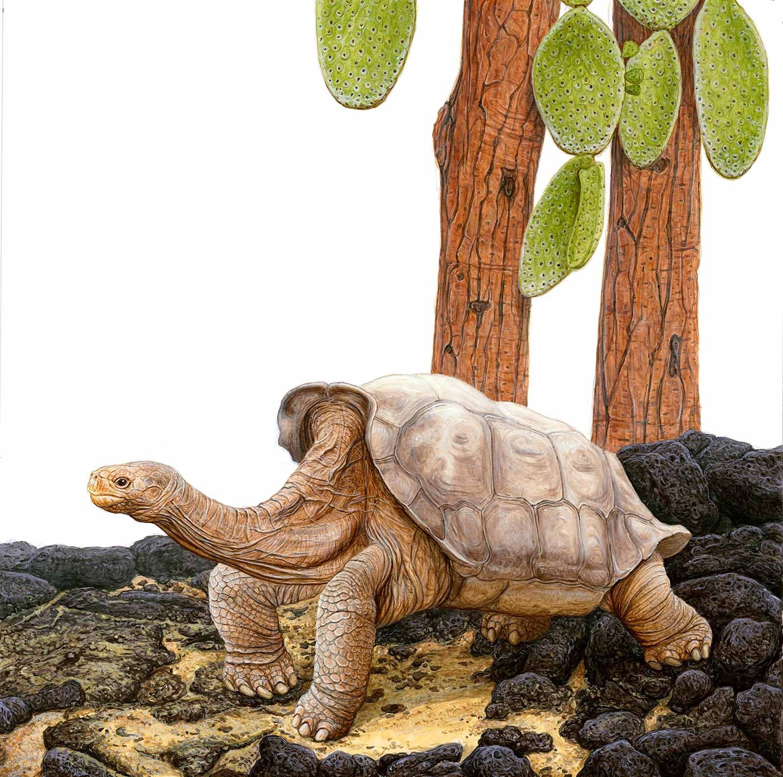 For Sale — Matt Patterson