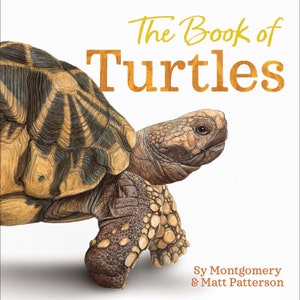 Original Myrtle the Green Sea Turtle Illustration From the Book of ...