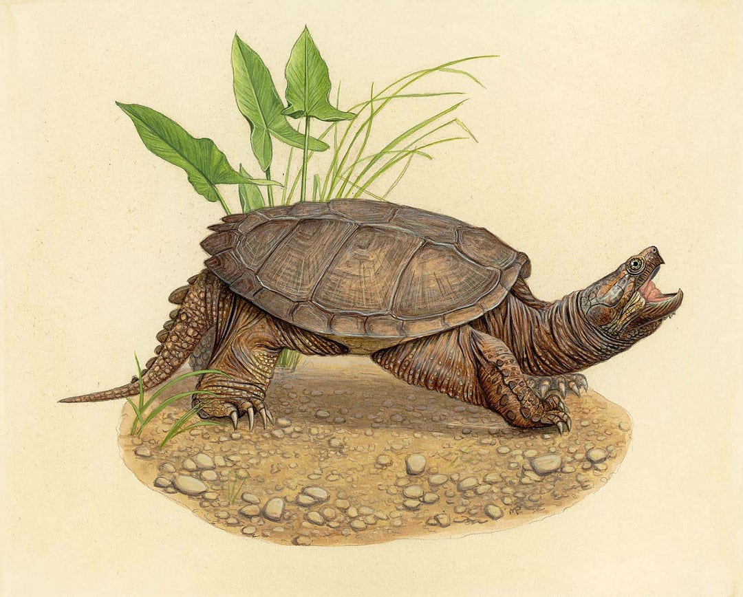 Snapping Turtle 8x10 Inch Print by Matt Patterson Turtle - Etsy