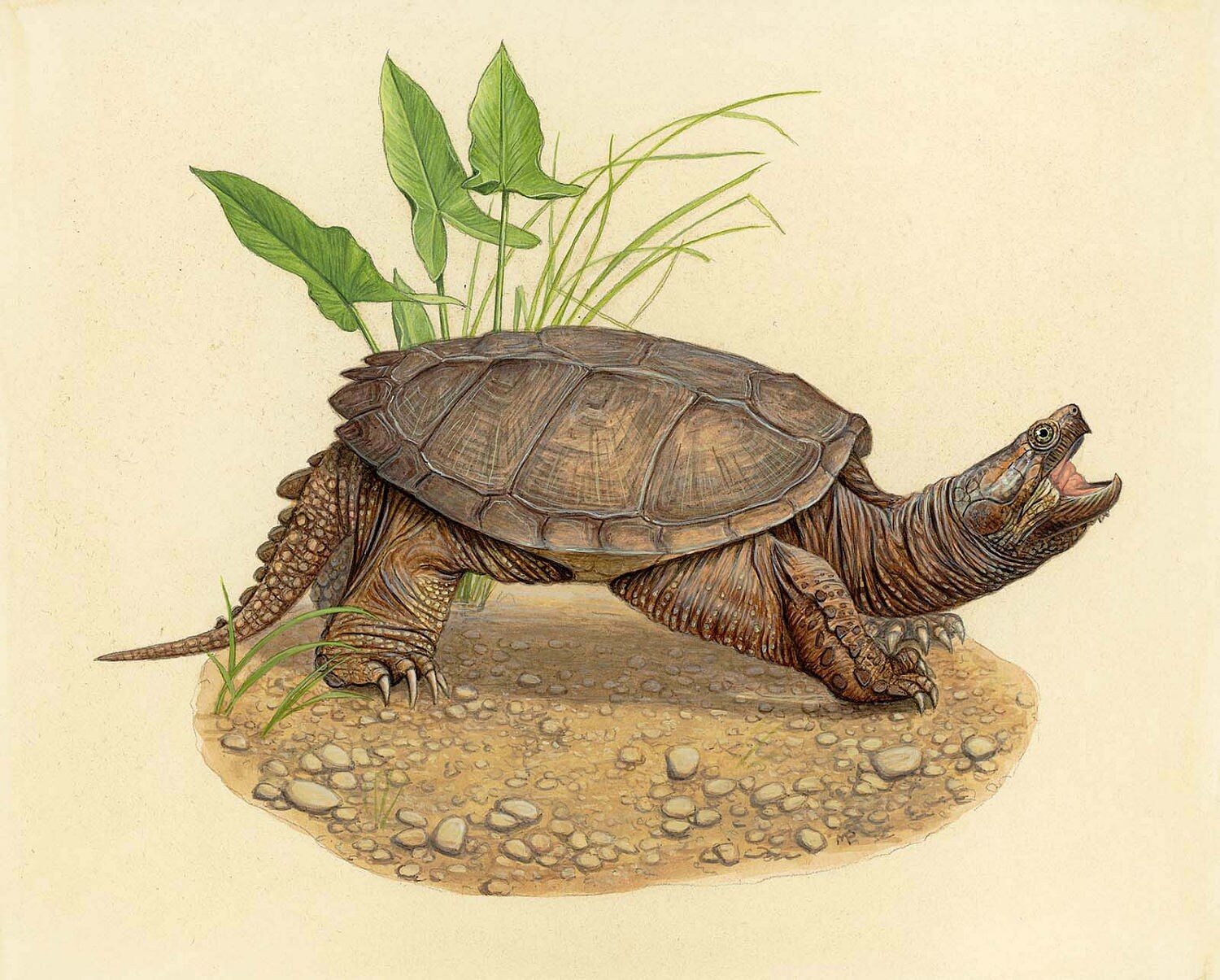 Snapping Turtle 8x10 inch print by Matt Patterson turtle | Etsy