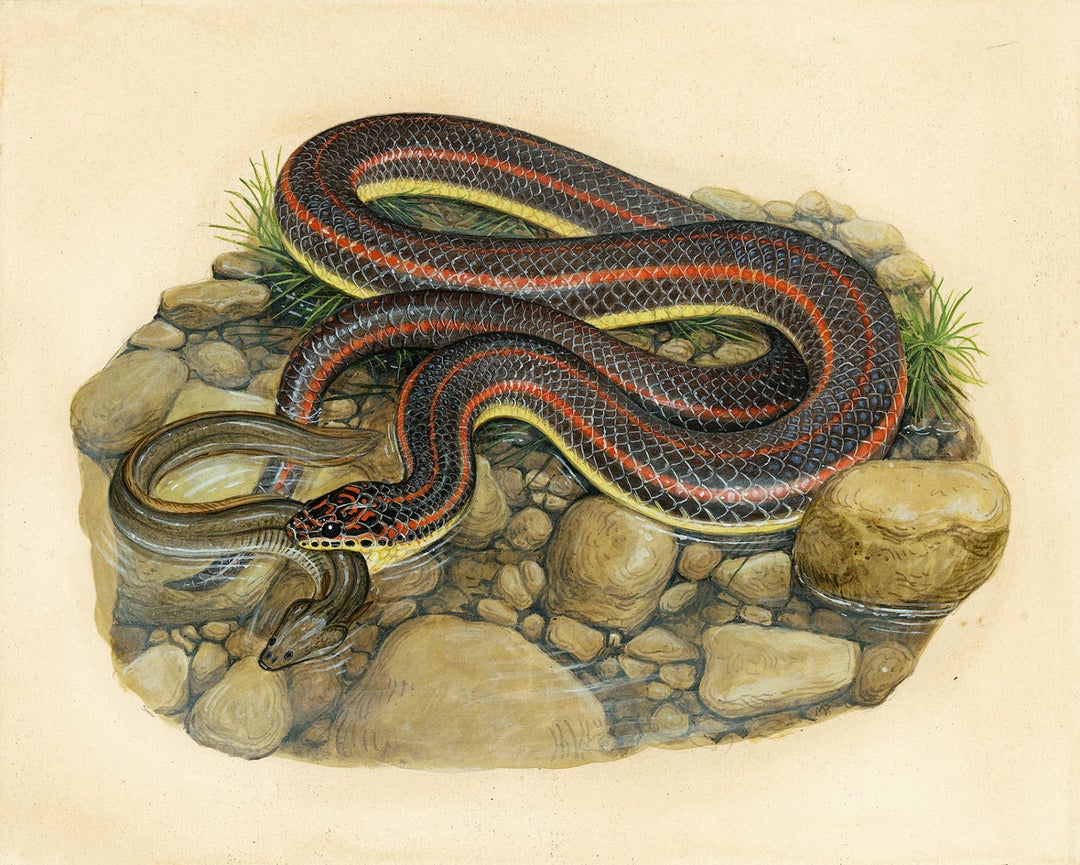 Rainbow Snake 8x10 Inch Print by Matt Patterson, Snake Print - Etsy