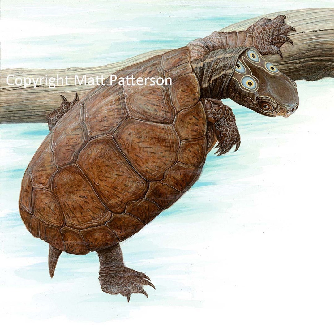 Original Four-eyed Turtle Illustration From the Book of Turtles - Etsy