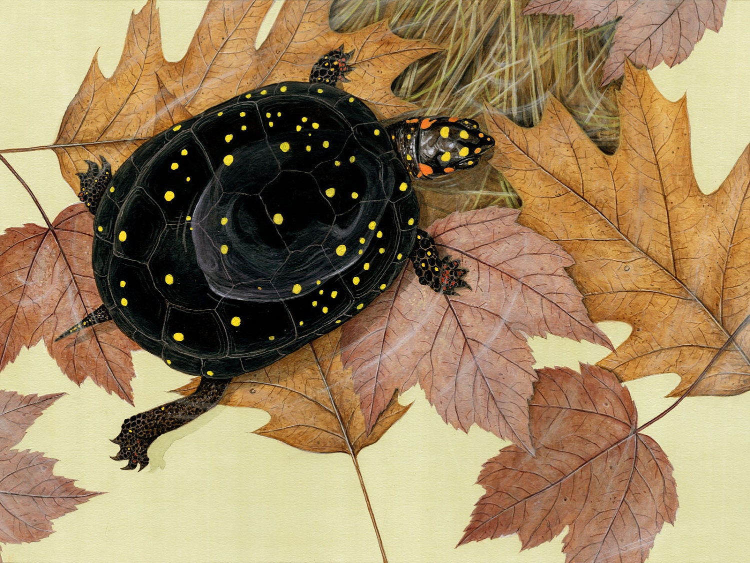 For Sale — Matt Patterson