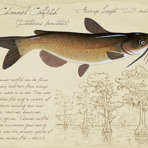 Channel Catfish 8 X10 Inch Limited Edition Print by Matt Patterson ...