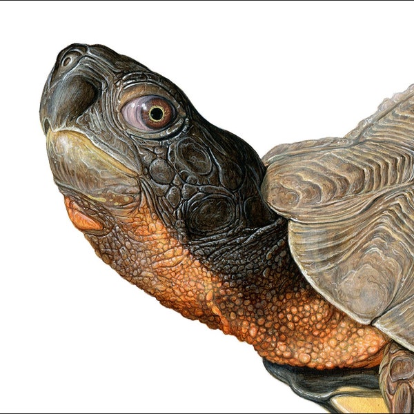 Matt Patterson - Etsy