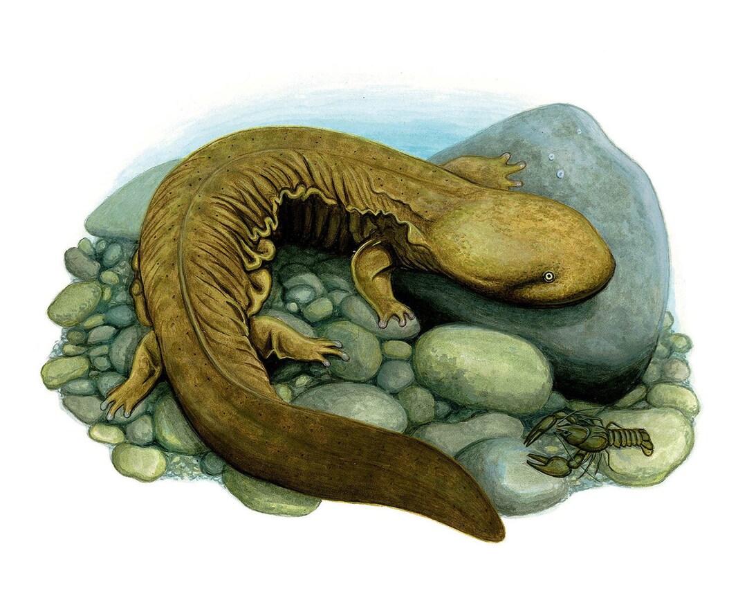 Hellbender 8x10 Inch Print by Matt Patterson, Hellbender Print, Natural ...