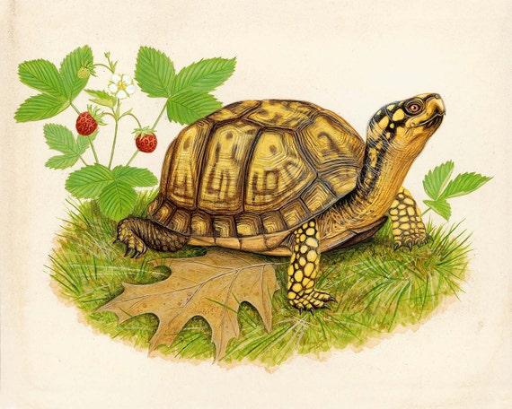 Eastern Box Turtle 8x10 Inch Print by Matt Patterson Turtle - Etsy