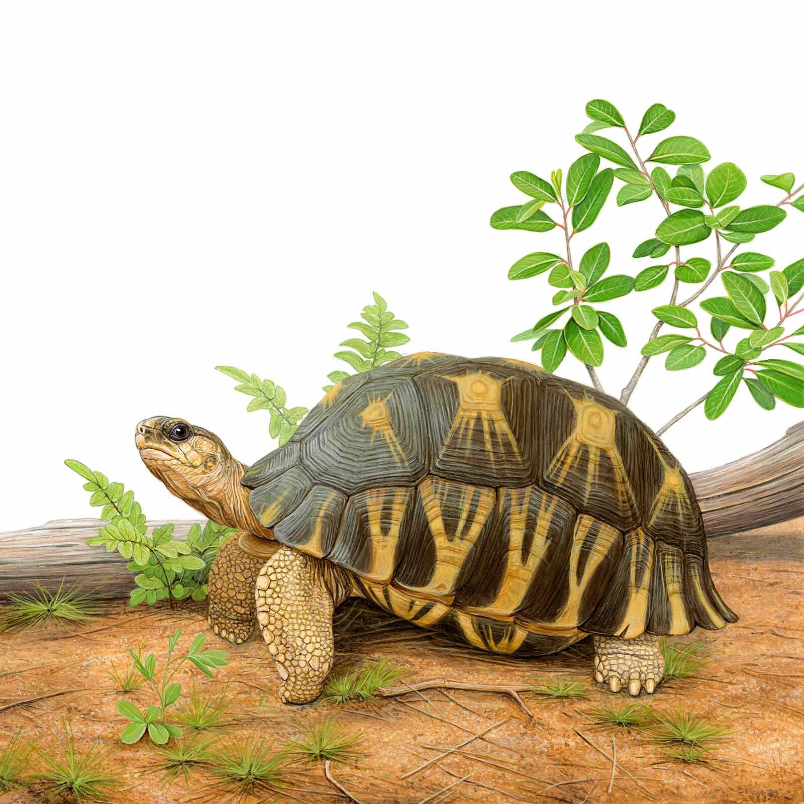 For Sale — Matt Patterson