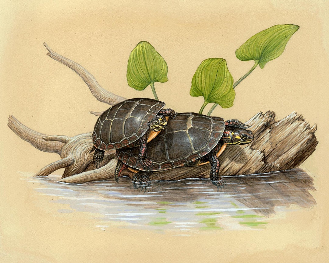 Eastern Painted Turtles 8x10 Inch Print by Matt Patterson, Turtle Print ...