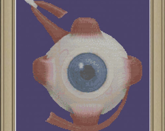 Human Eye Anatomy: Cross-stitch Pattern - Etsy