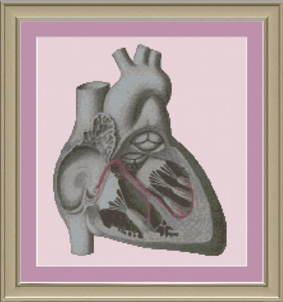 Schema Del Cuore Umano Stampabile