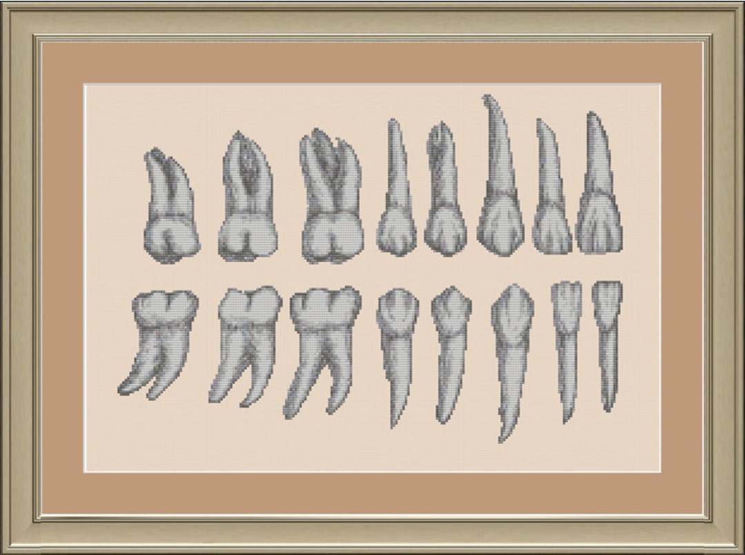 Teeth Anatomy: Cross-stitch Pattern - Etsy