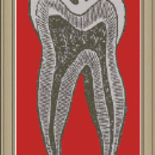 Human Tooth: Nerdy Dental Anatomy Cross-stitch Pattern - Etsy