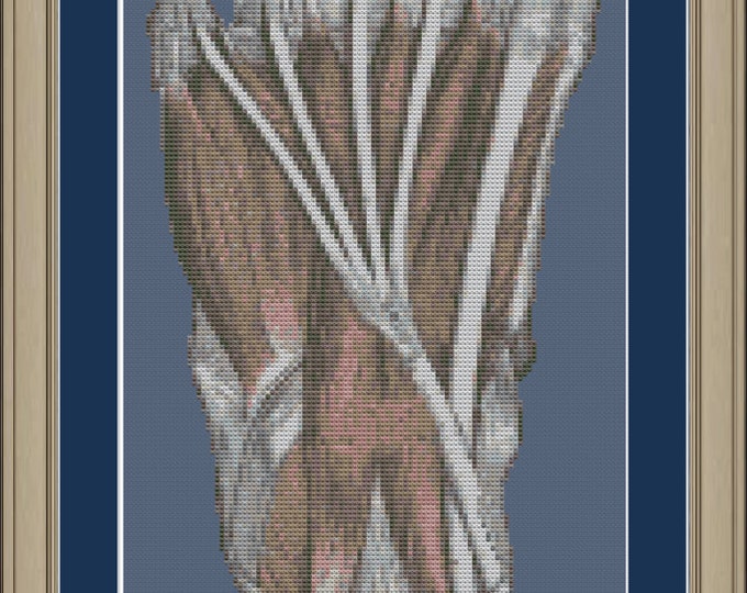 Human Foot: Anatomy Cross-stitch Pattern - Etsy