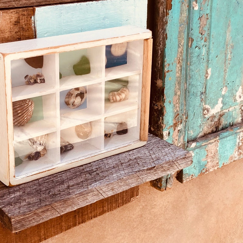 Sea Shell Display - Etsy