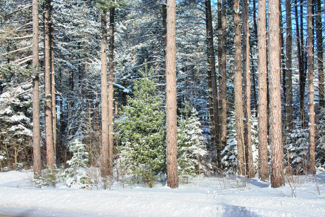 Winter Tree Art Photography, Winter Trees, Canadian Winter Scenery ...