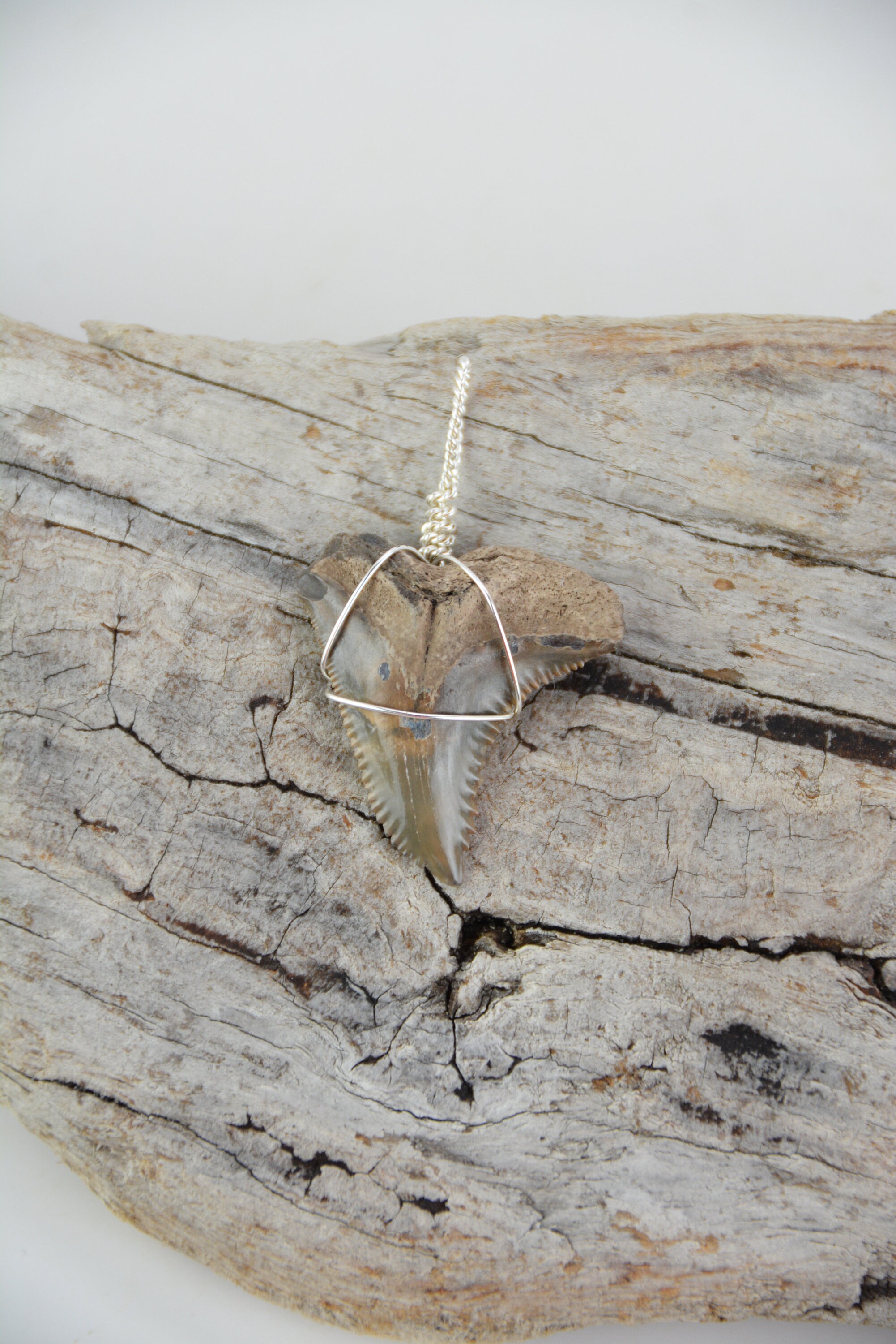 Snaggle Shark Tooth Pendant Necklace - Etsy