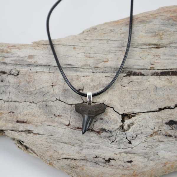 Shark Tooth Necklace - Etsy