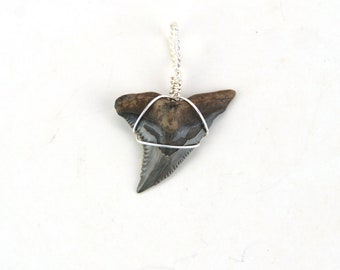 Snaggle Shark Tooth Pendant Necklace | Etsy