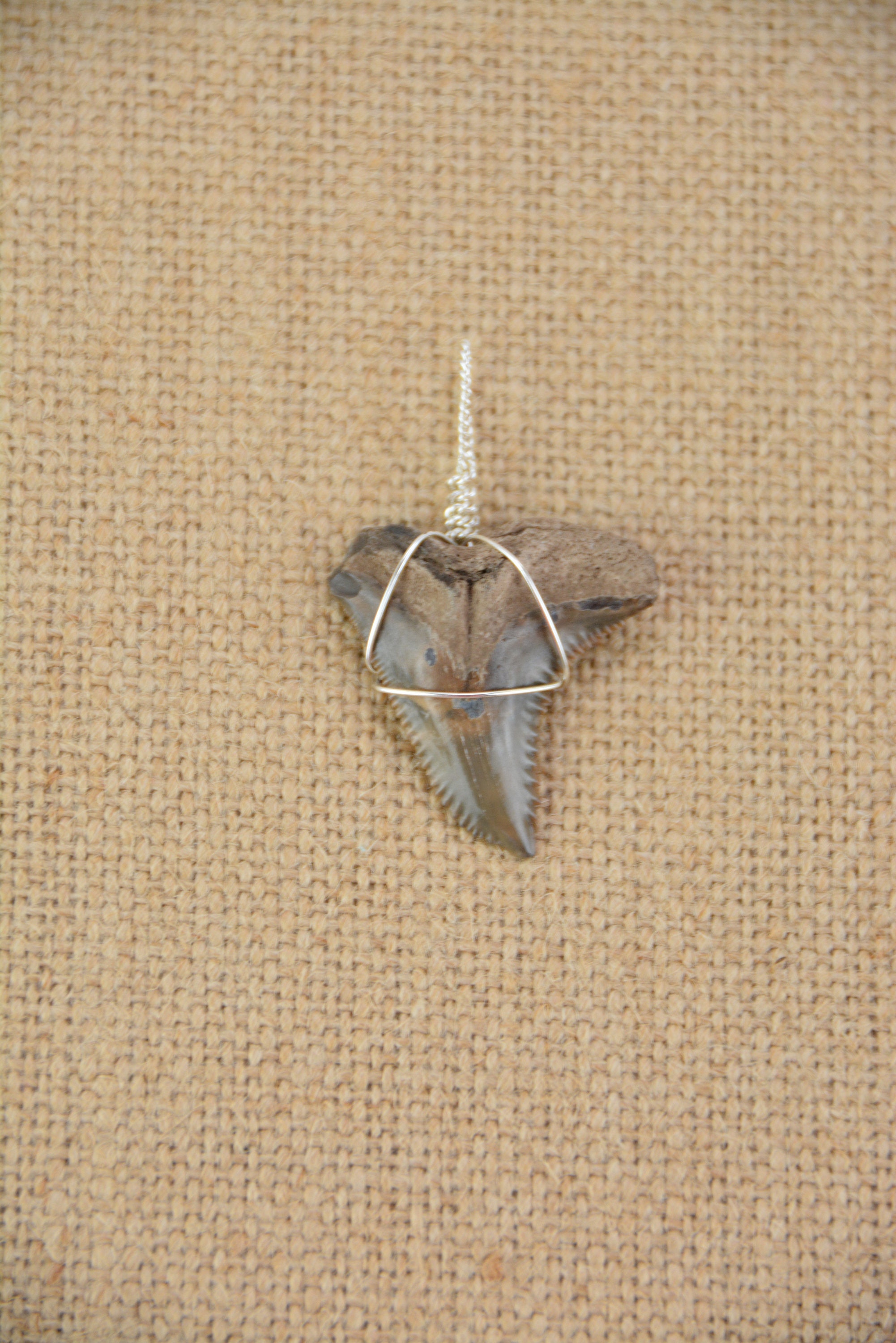Snaggle Shark Tooth Pendant Necklace - Etsy